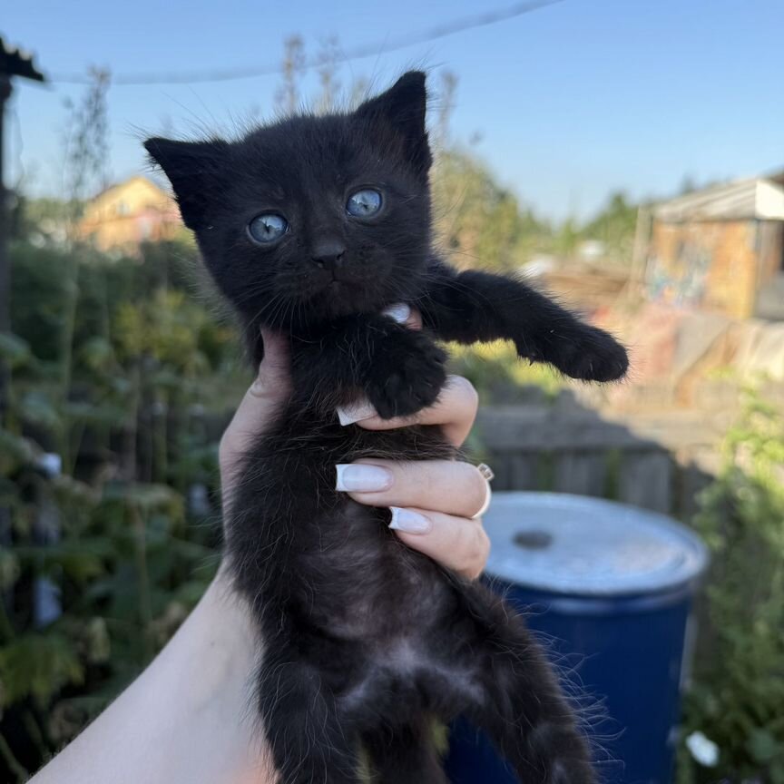 Котята в добрые руки бесплатно