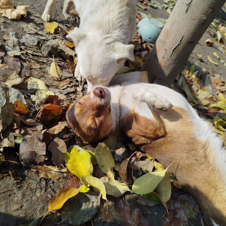 Собака в добрые руки