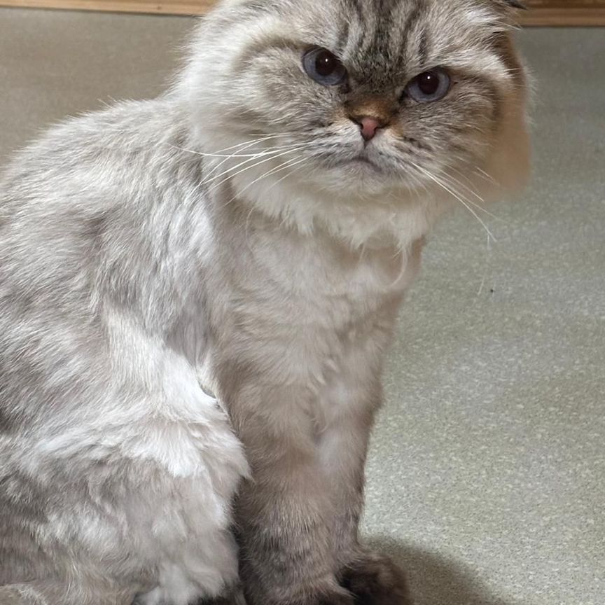 Кошечка, 4 года, стерилизованная