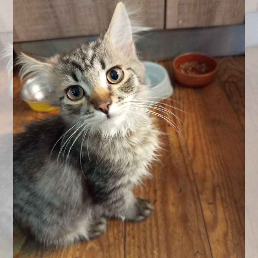 Сибирский котёнок