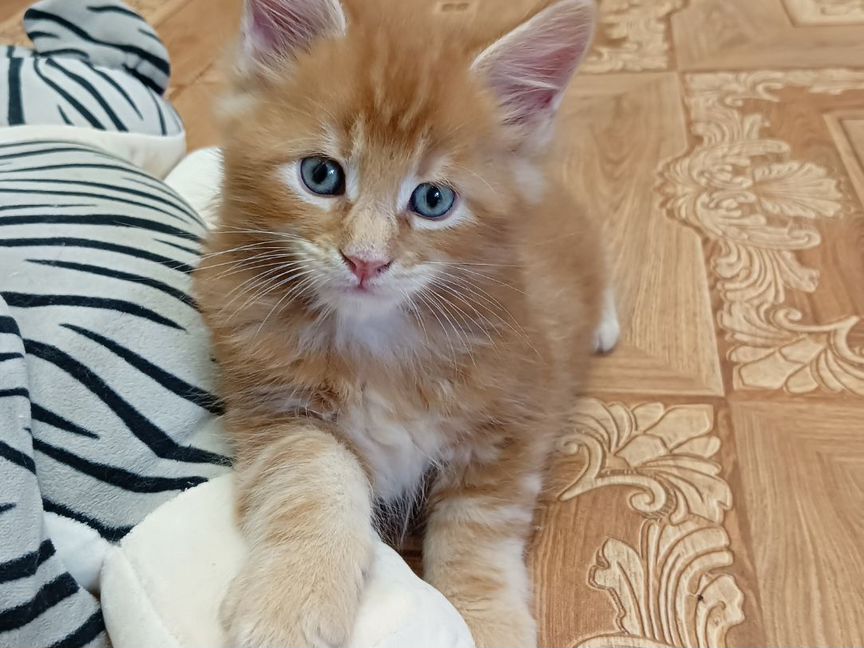 Котята мейн-кун