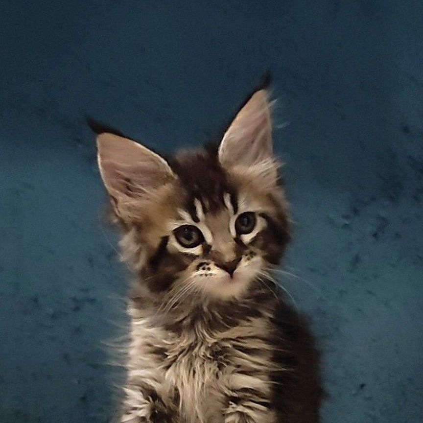 Котята мейн-кун