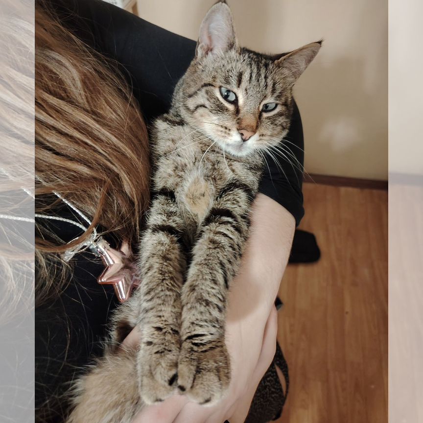 Кошечка