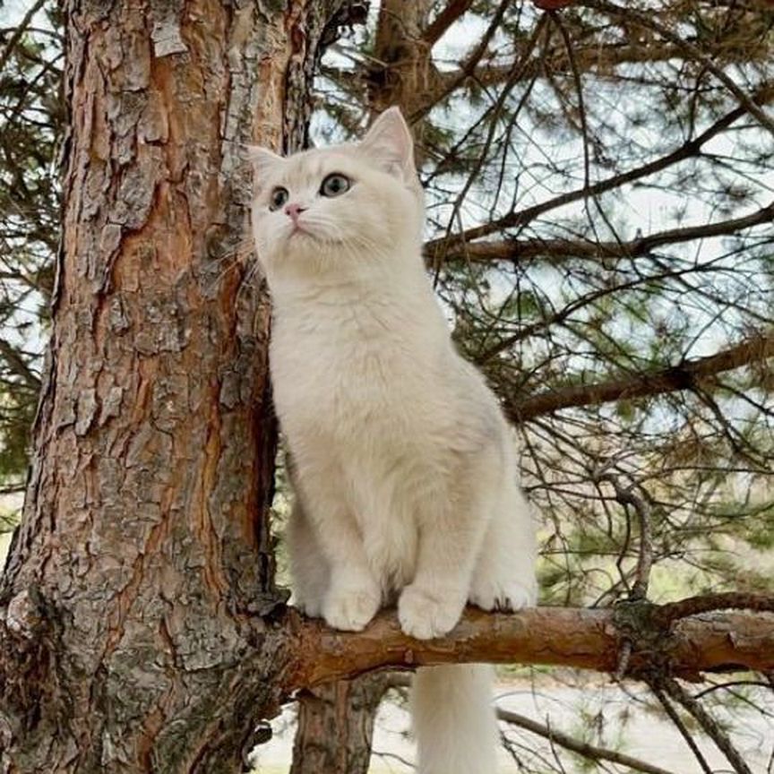 Мальчик BRI BSH AY11