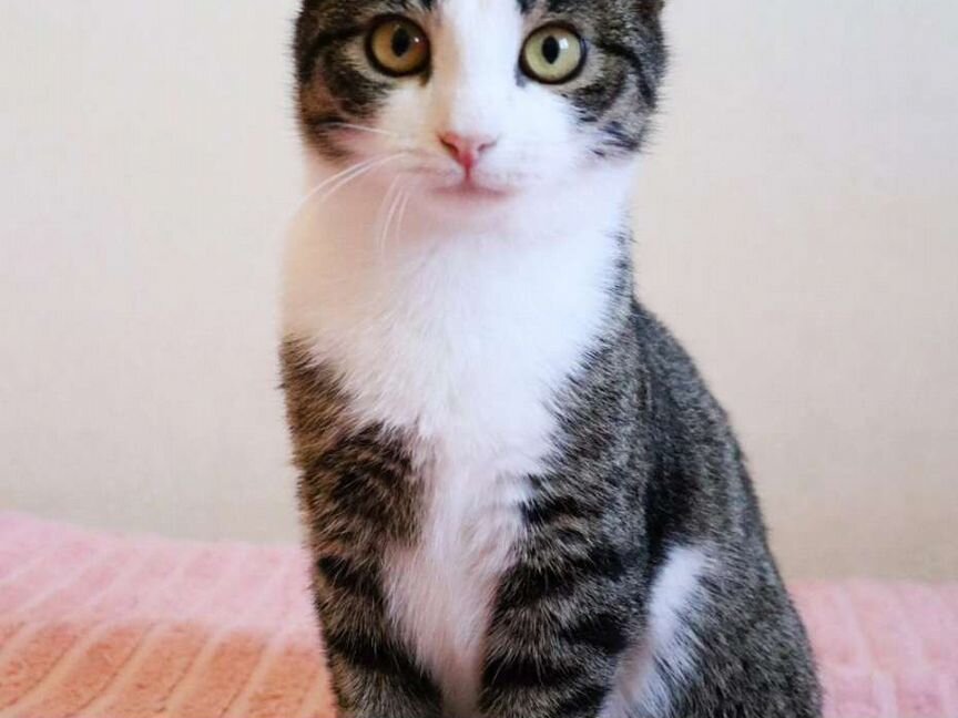 Котенок в добрые руки, бесплатно