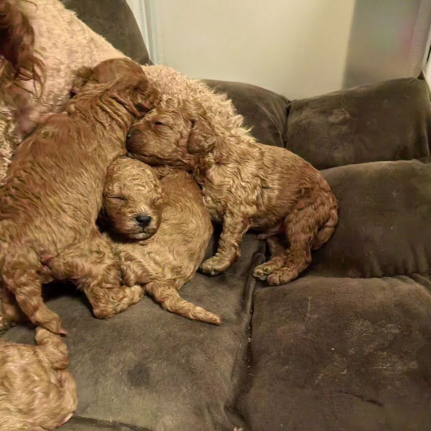 Той-пудель, щенок