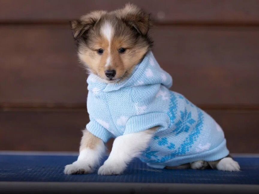 Мальчик шелти