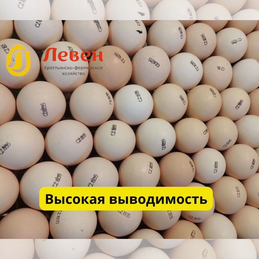 Инкубационное яйцо бройлера из Европы