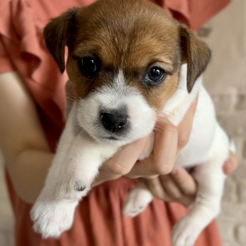 Джек-рассел-терьер, щенок