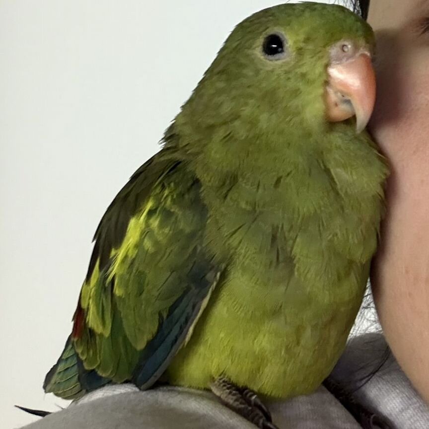 Попугай Роскошный горный попугай