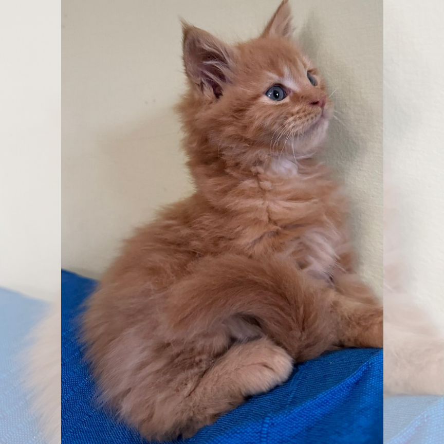 Котята мейн-кун