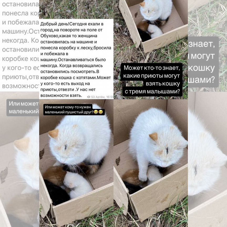Кошечка с котятками