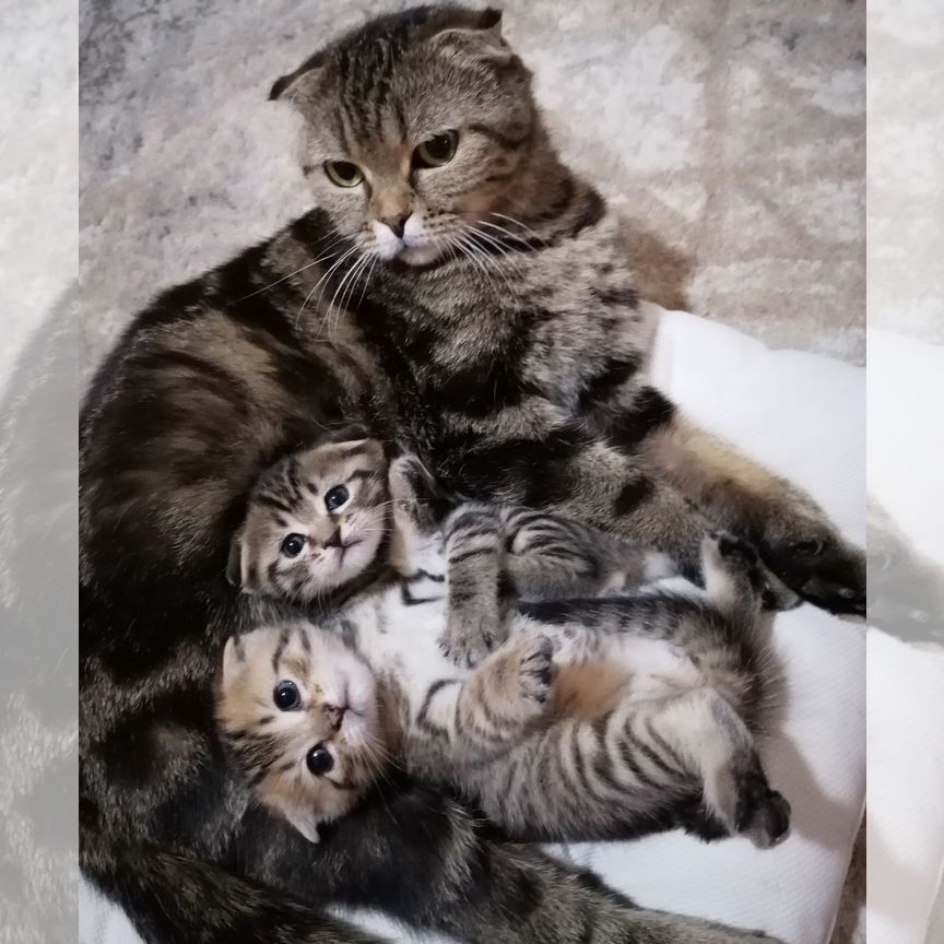 Котята