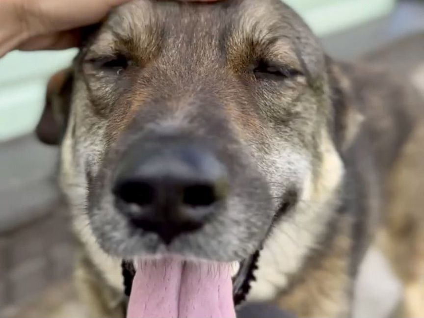 Собака Грета в добрые руки