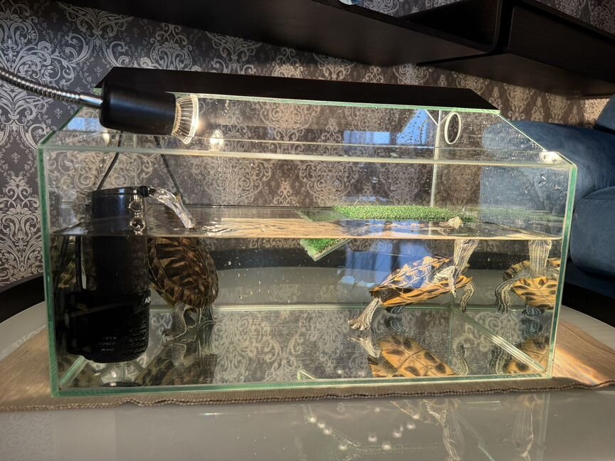 Аквариум для красноухой черепахи