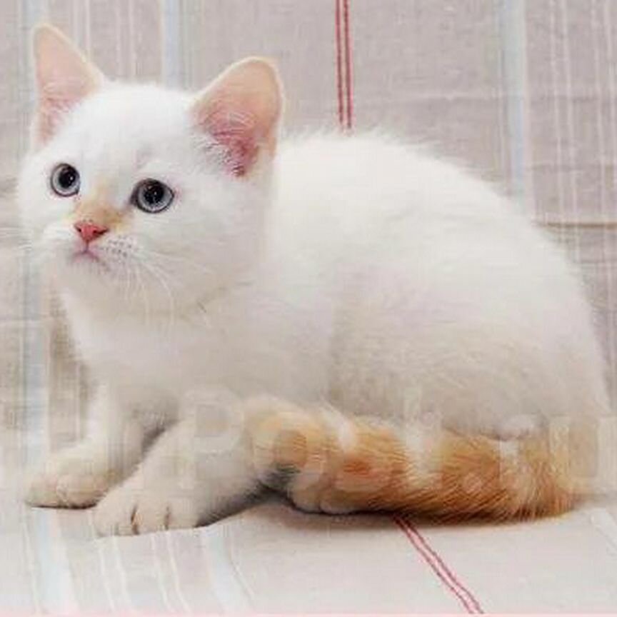 Котенок мальчик бесплатно