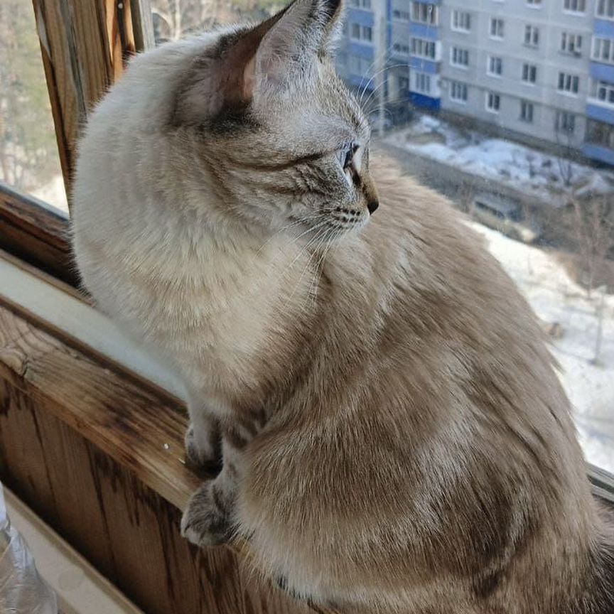 Мальчик 7 мес, тайский