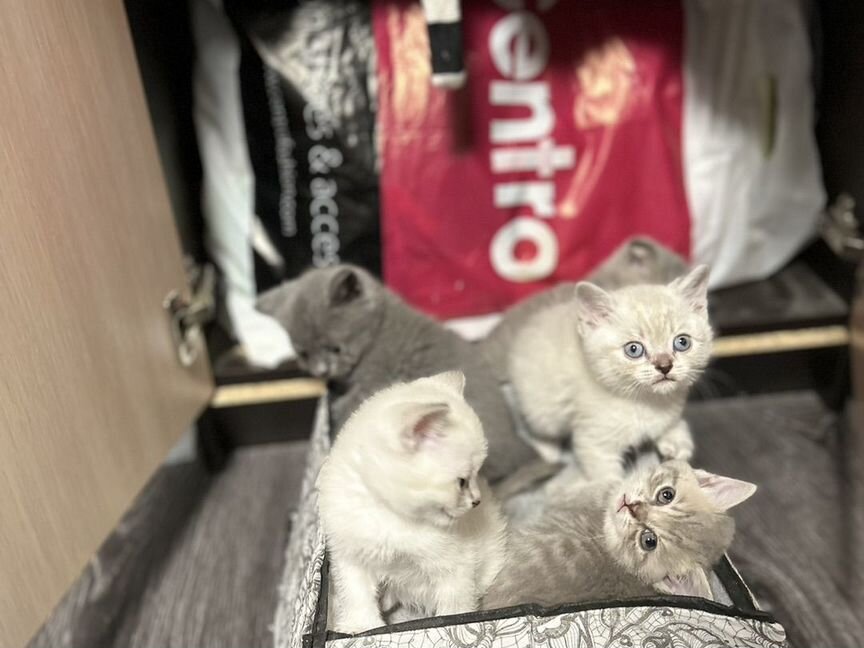 Шотландские котята бронь