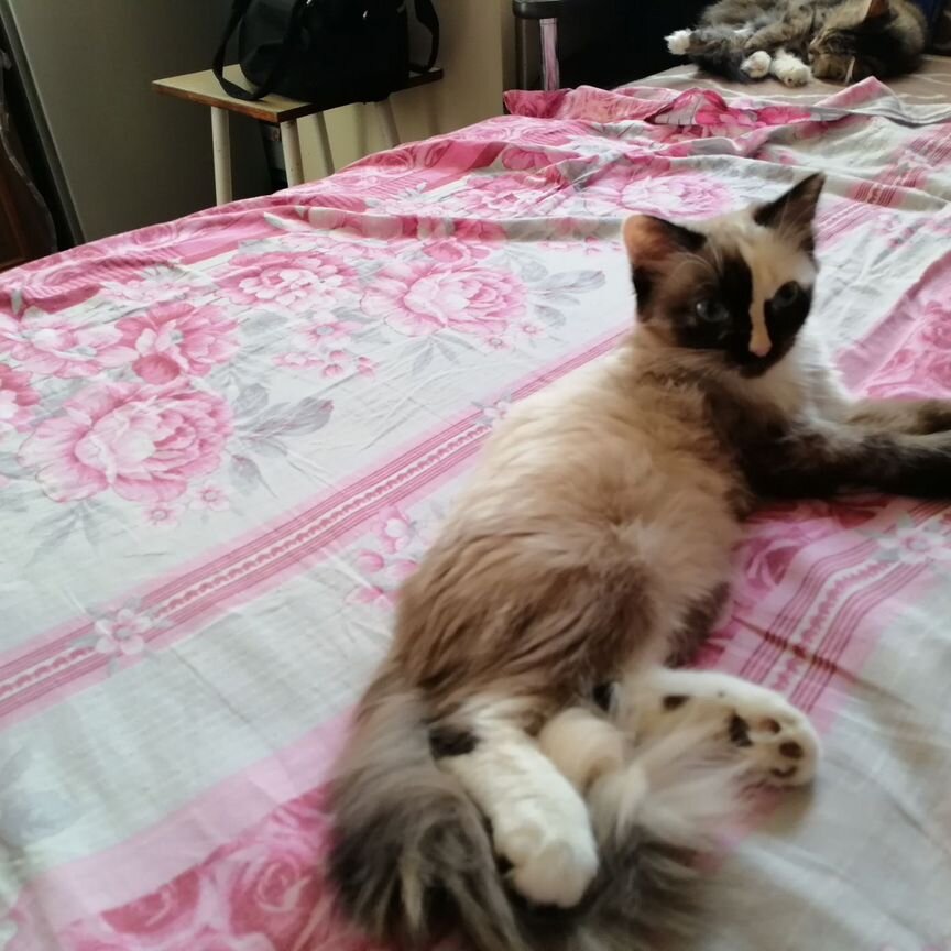Отдам бесплатно животные кошечку