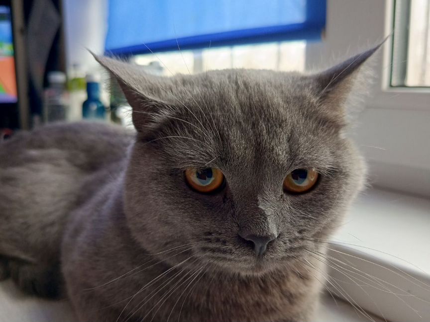 Кот шотландский