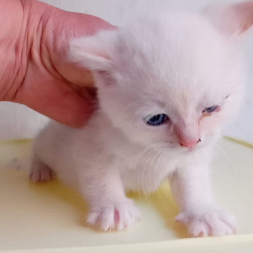 Котята в добрые руки бесплатно