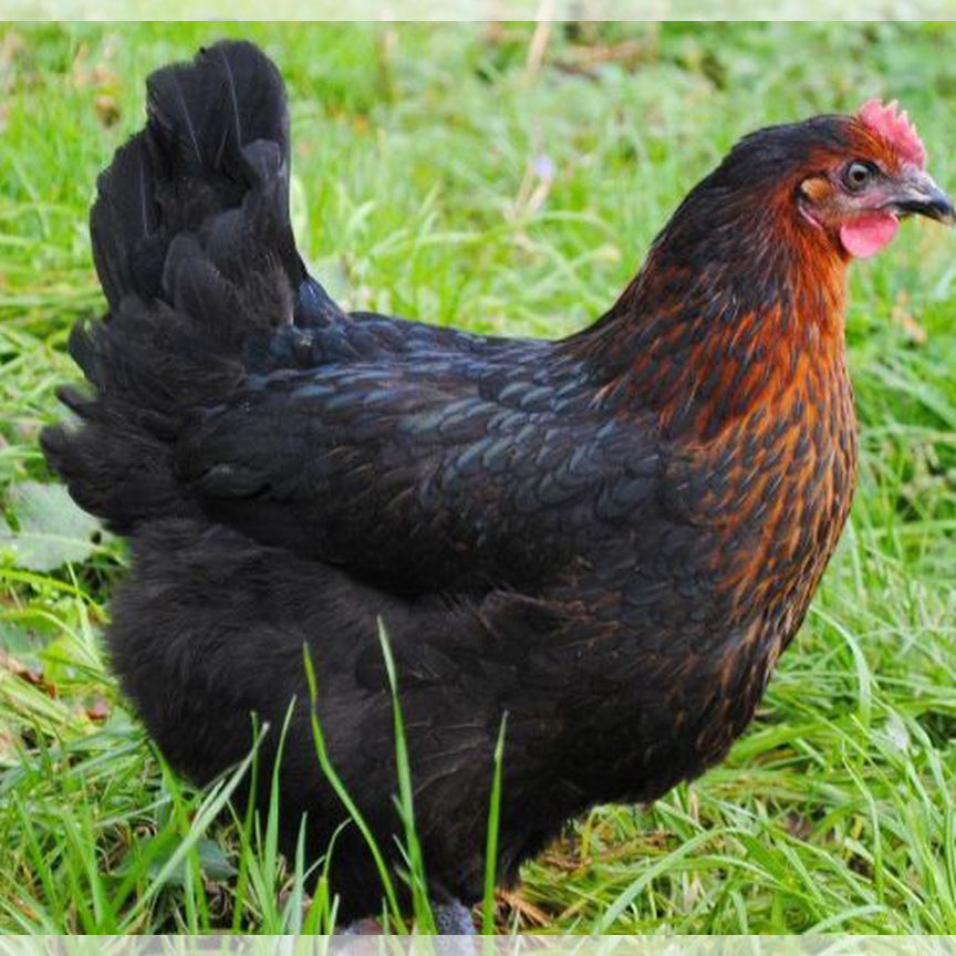 Курицы несушки молодки