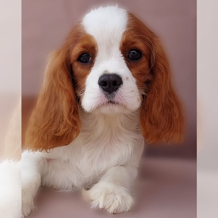 Кавалер кинг-чарльз-спаниель, щенок