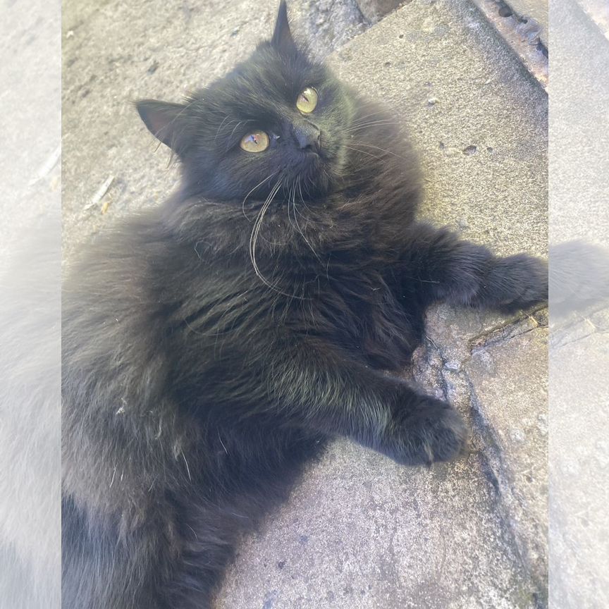 Зеленоглазая кошечка, ищет дом