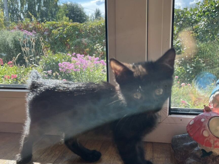 Котятки в добрые ручки