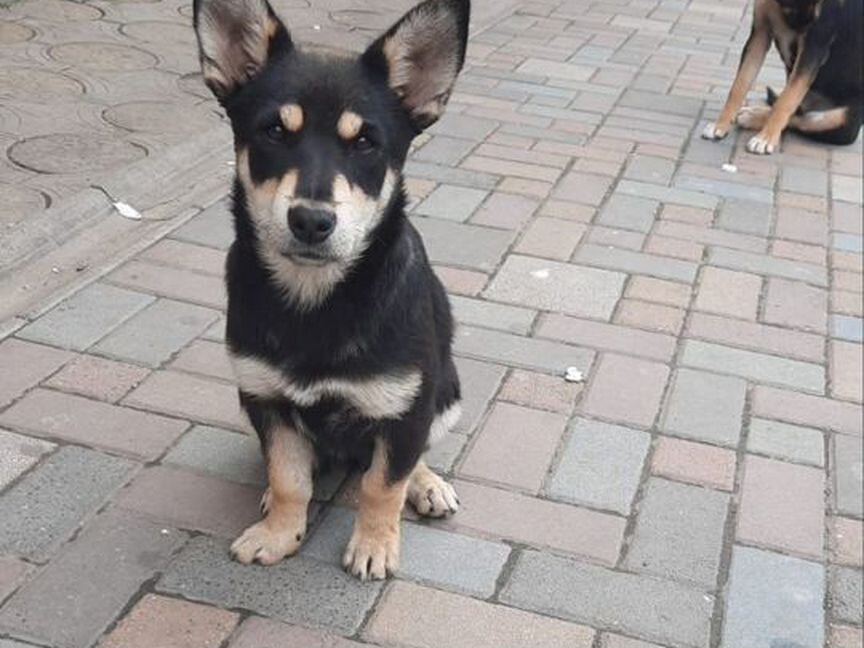 Щенки в дар. Будут крупными