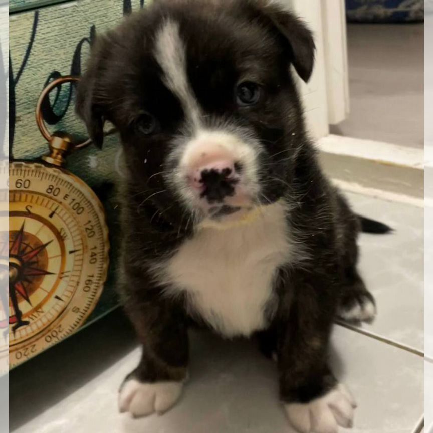 Боксер, щенок