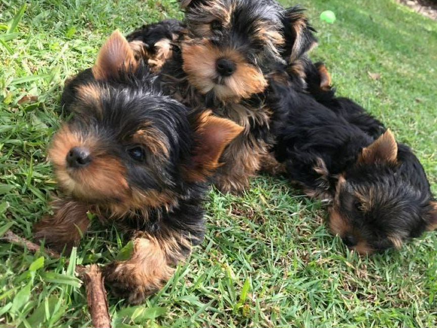 Йоркширский терьер мини