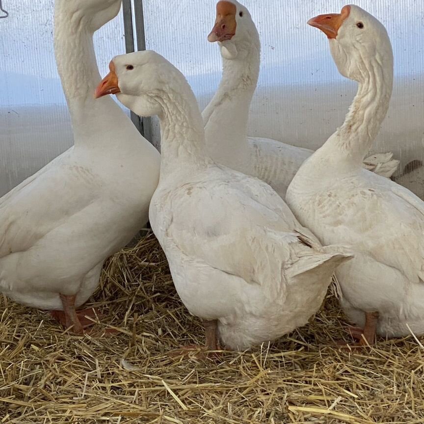 Гусь холмогор-семья продам