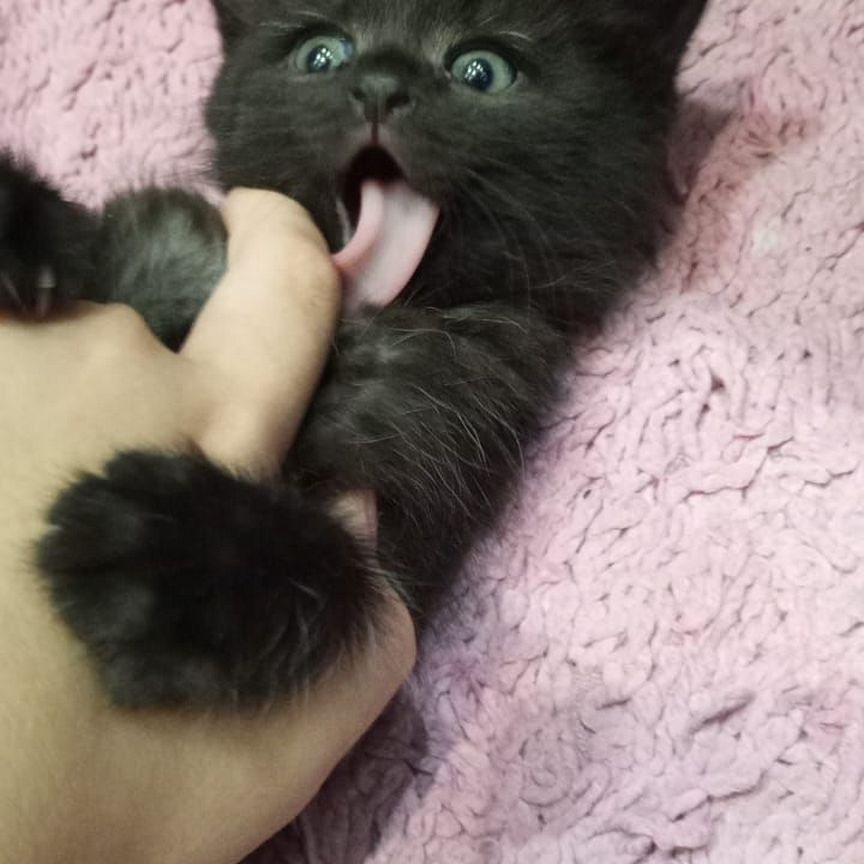 Отдам котика в добрые руки Омск