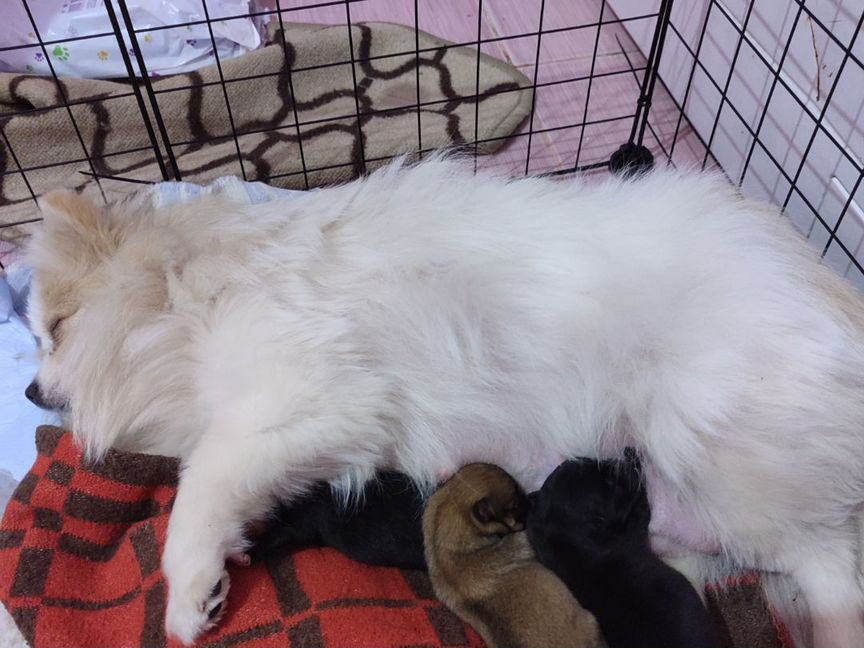 Щенки немецкого шпица