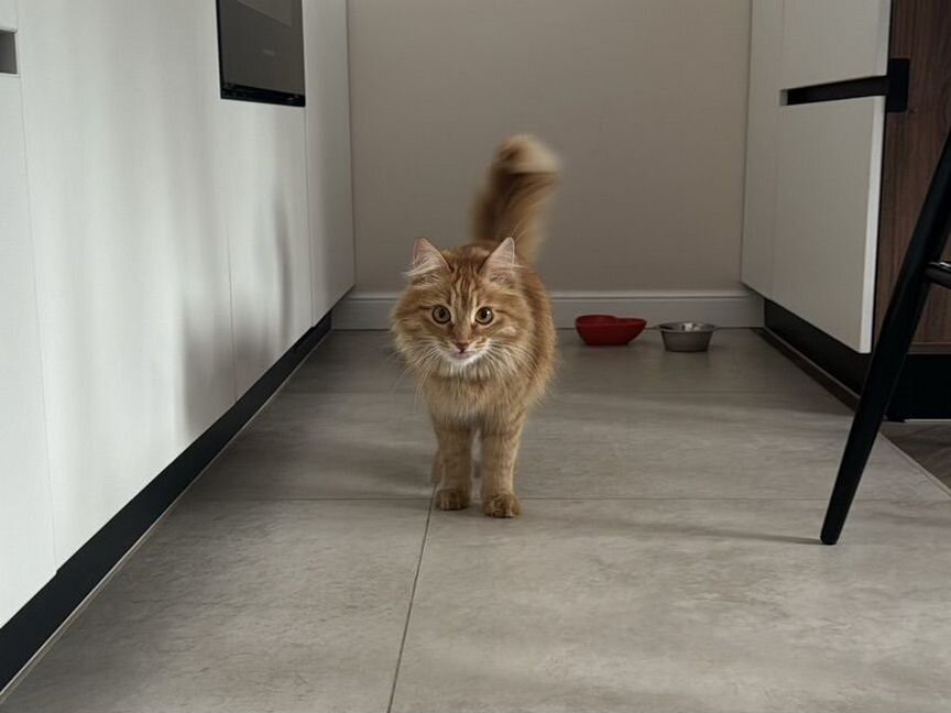 Сладкий рыжий котик