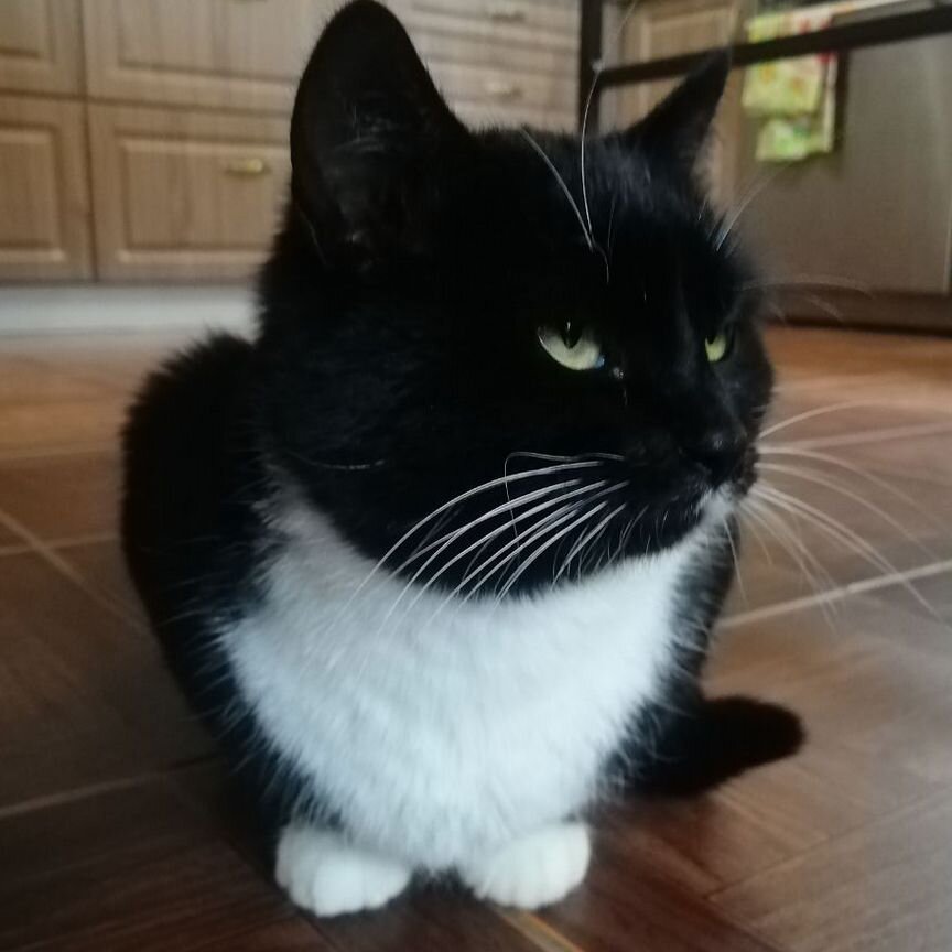 Взрослая кошка в добрые руки