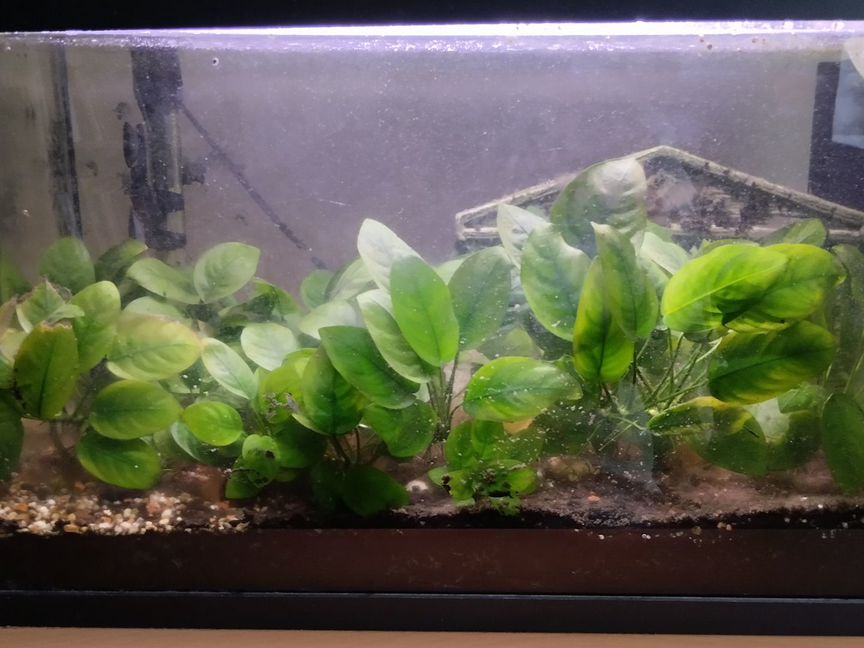 Анубиас нана. Обмен