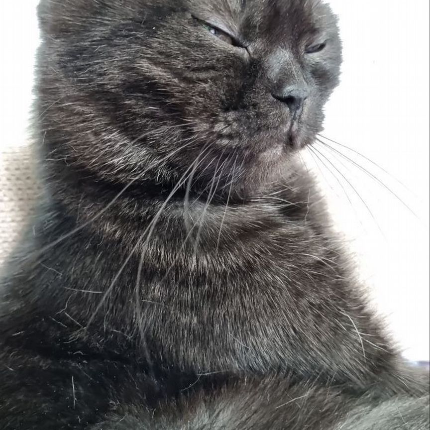 Шотландская вислоухая кошка Scottish fold