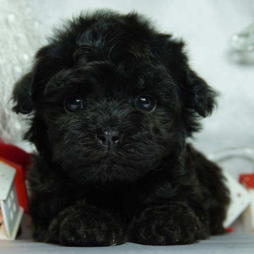 Мальтипу, щенок