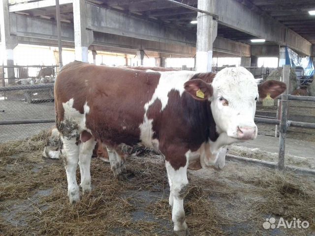 Быки живым весом