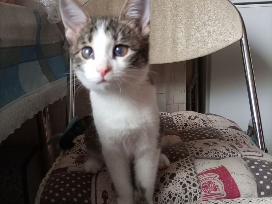 Котенок Клепа ищет заботливого хозяина