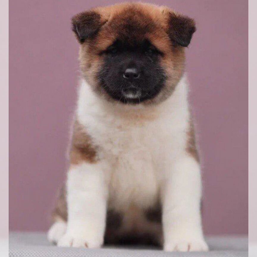 Американская акита, щенок