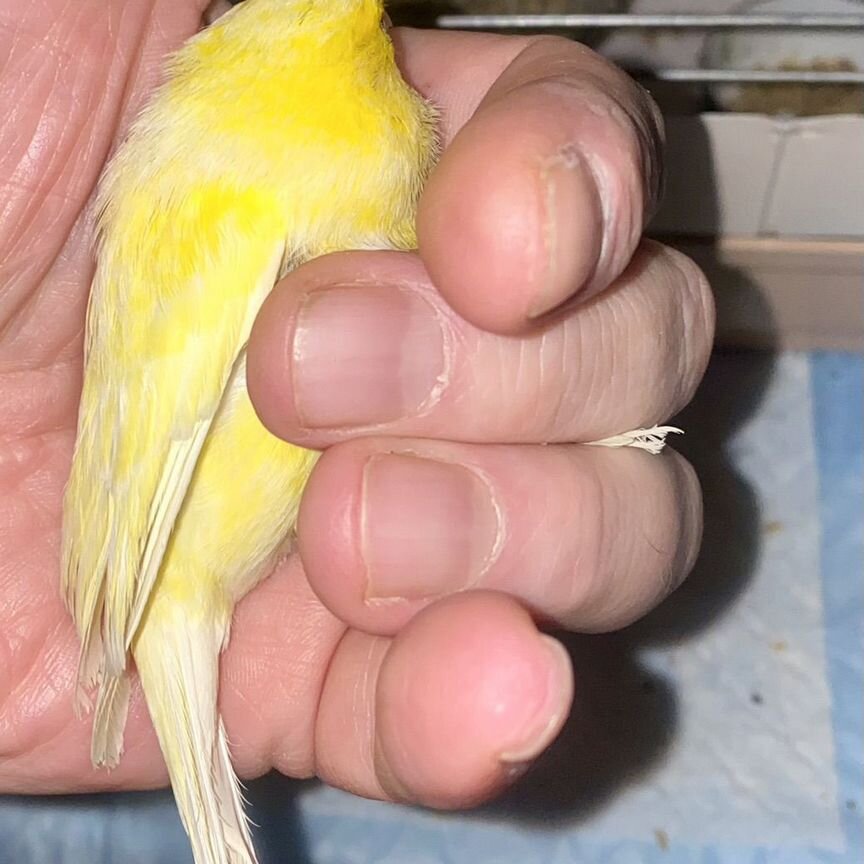 3 канарейки