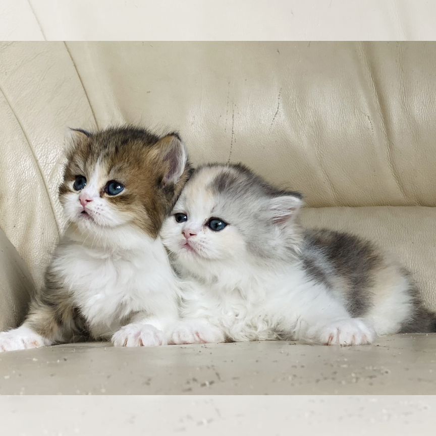 Шотландские котята с документами