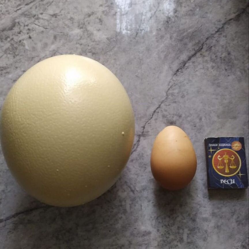 Яйцо столовое страусиное