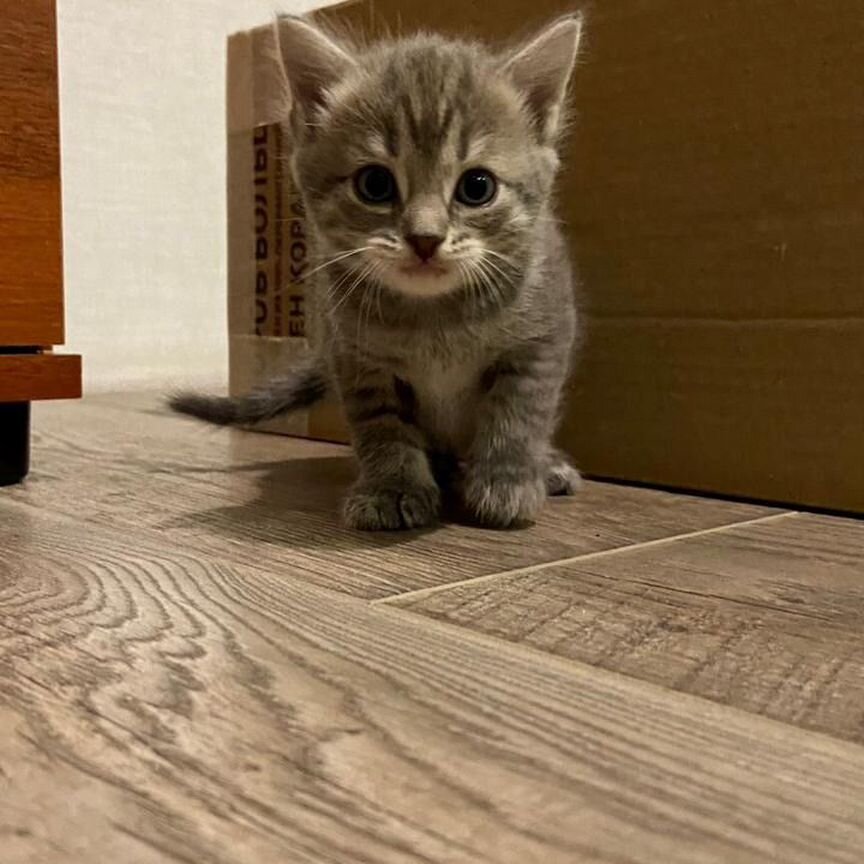 Кошечка в добрые руки