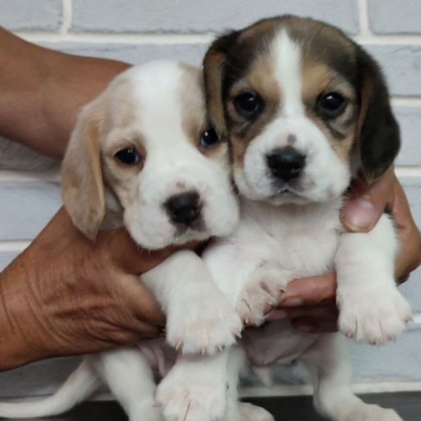 Щенки бигль