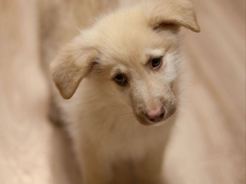 Бублик ищет дом