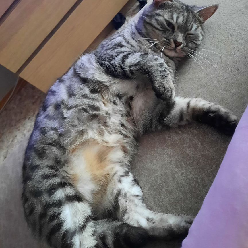 Пародистая кошка